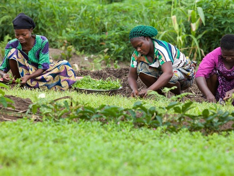 Unlocking the Potential of Agriculture in Nigeria - Ciuci Consulting